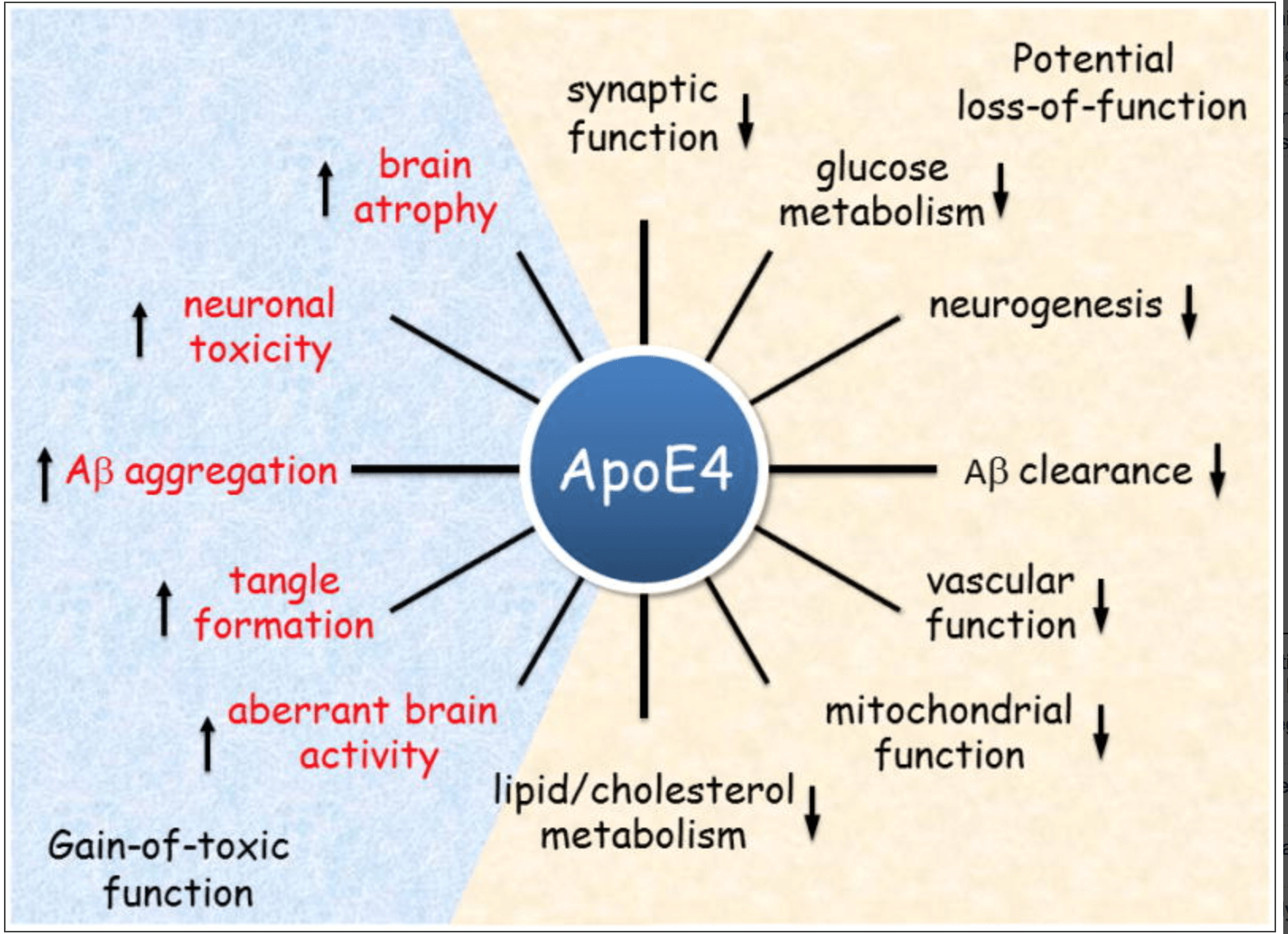 Will I Get Alzheimer s Disease Everything You Need To Know About The