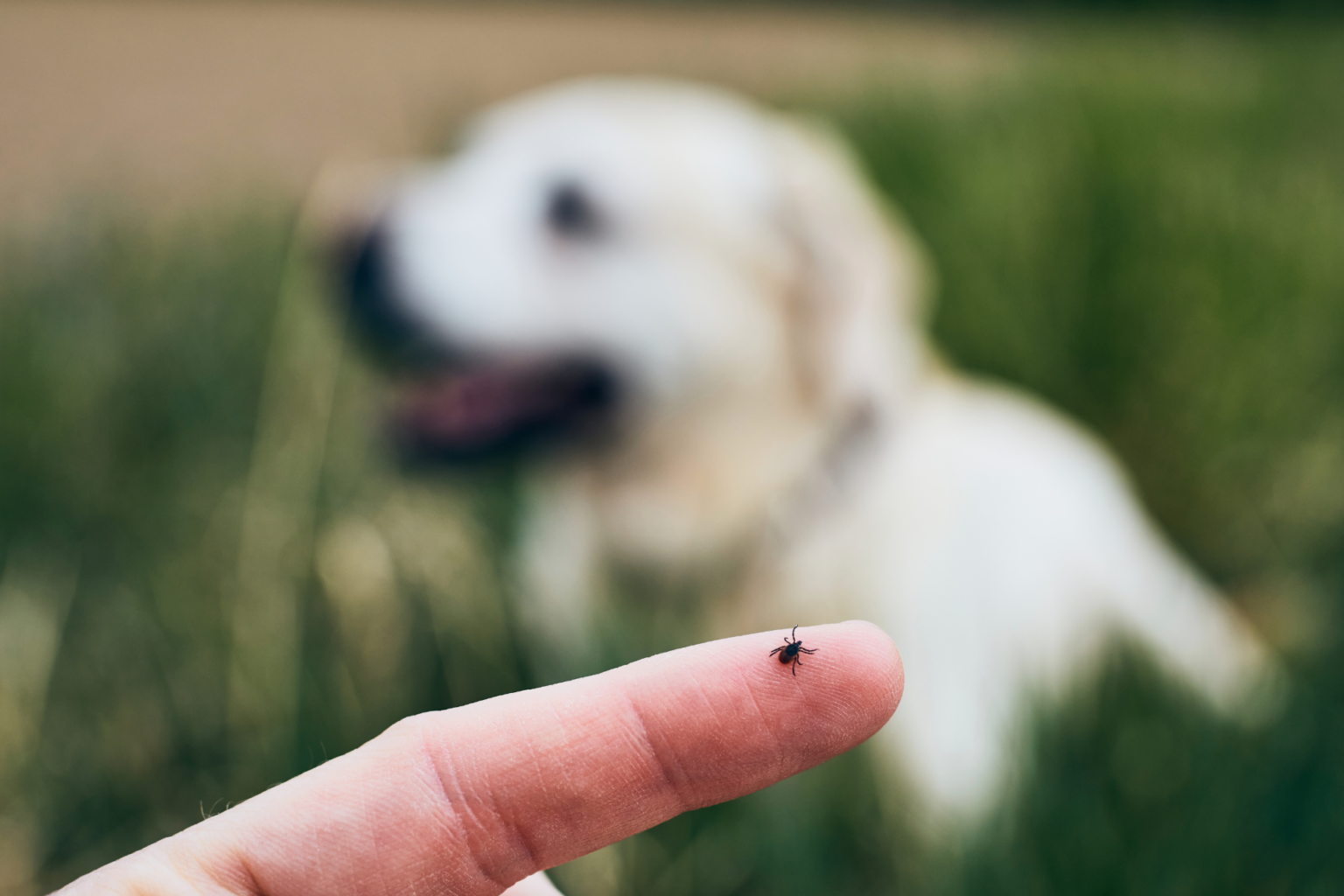 Tick-Borne Illnesses and the Gut: A Fascinating Look at Their Link | Dr ...