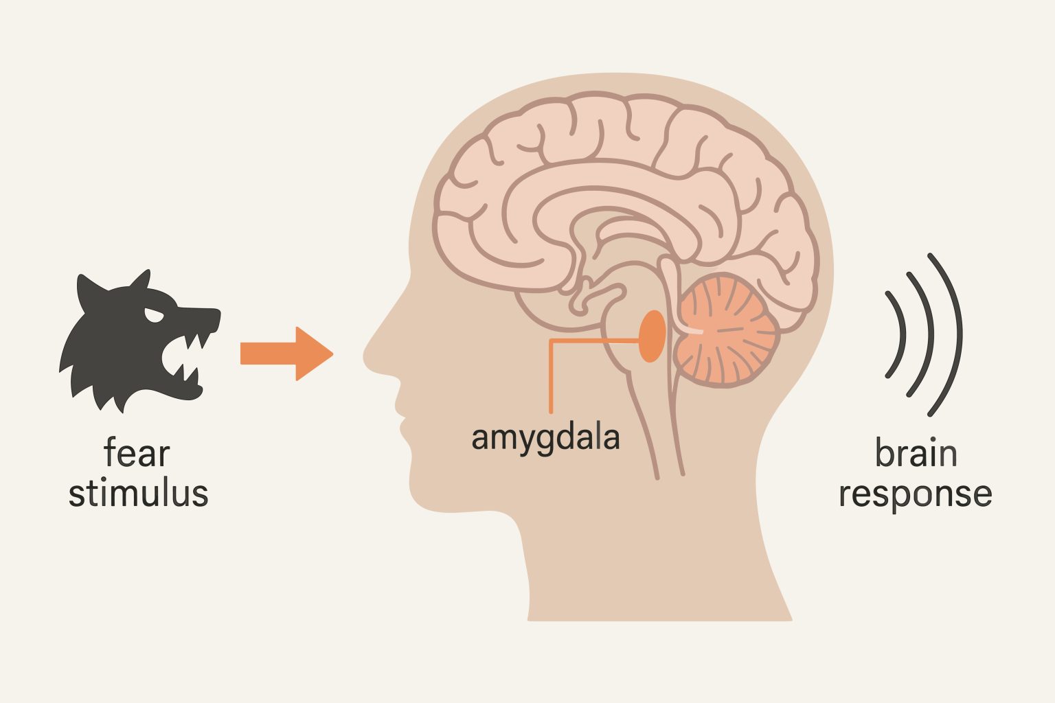 Mold and Your Brain: The Surprising Connection Between Fungal Exposure ...